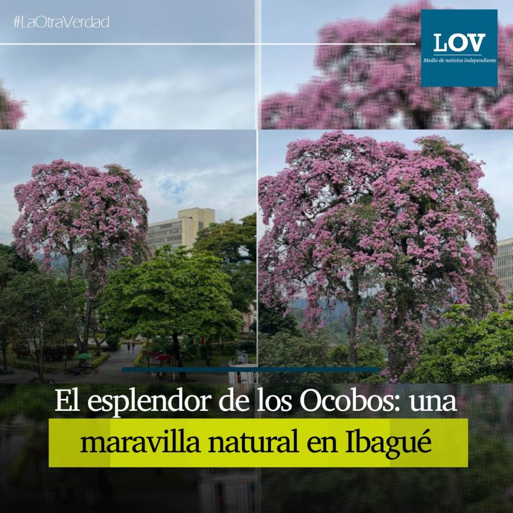 El esplendor de los Ocobos: una maravilla natural en Ibagué - La Otra ...